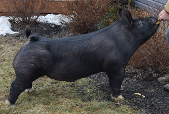 Showtime Sires :: Boar Stud