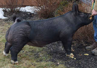Showtime Sires :: Boar Stud